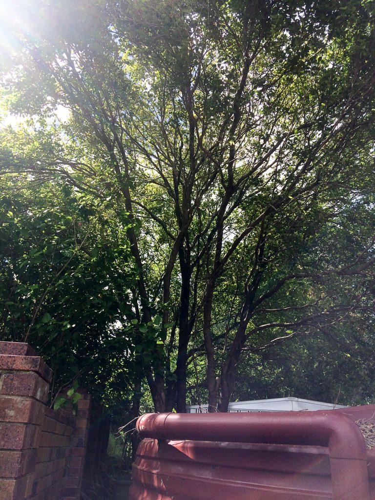 Burpengary tree lopping - Brisbane Mulching Service